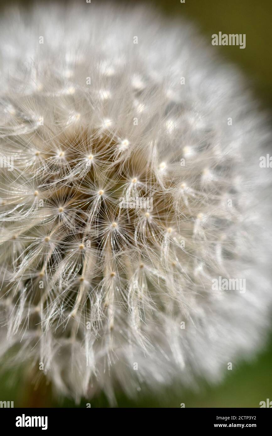 Blooming dandelion plant portrait hi-res stock photography and images ...
