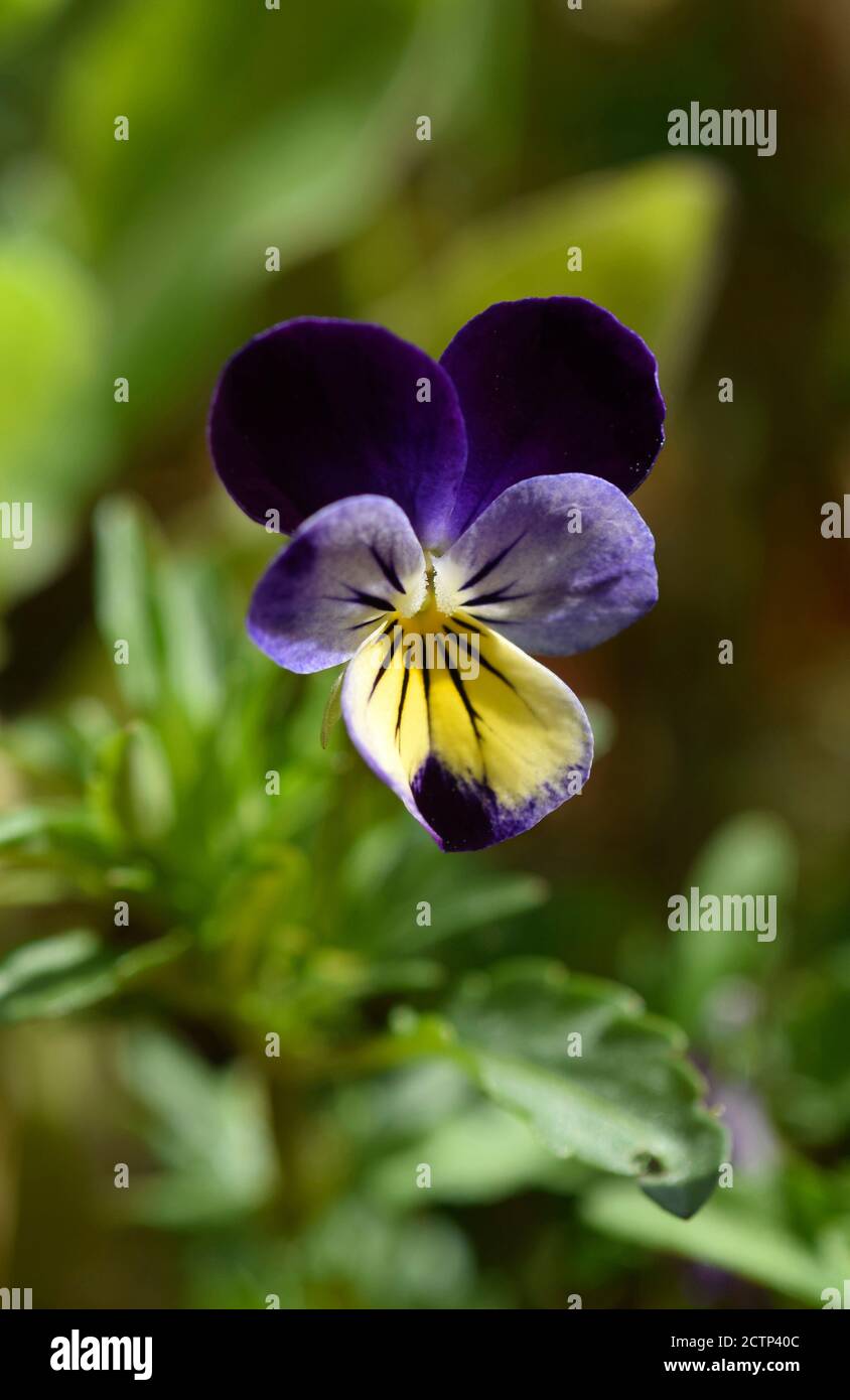 Viola, pansy flower Stock Photo - Alamy