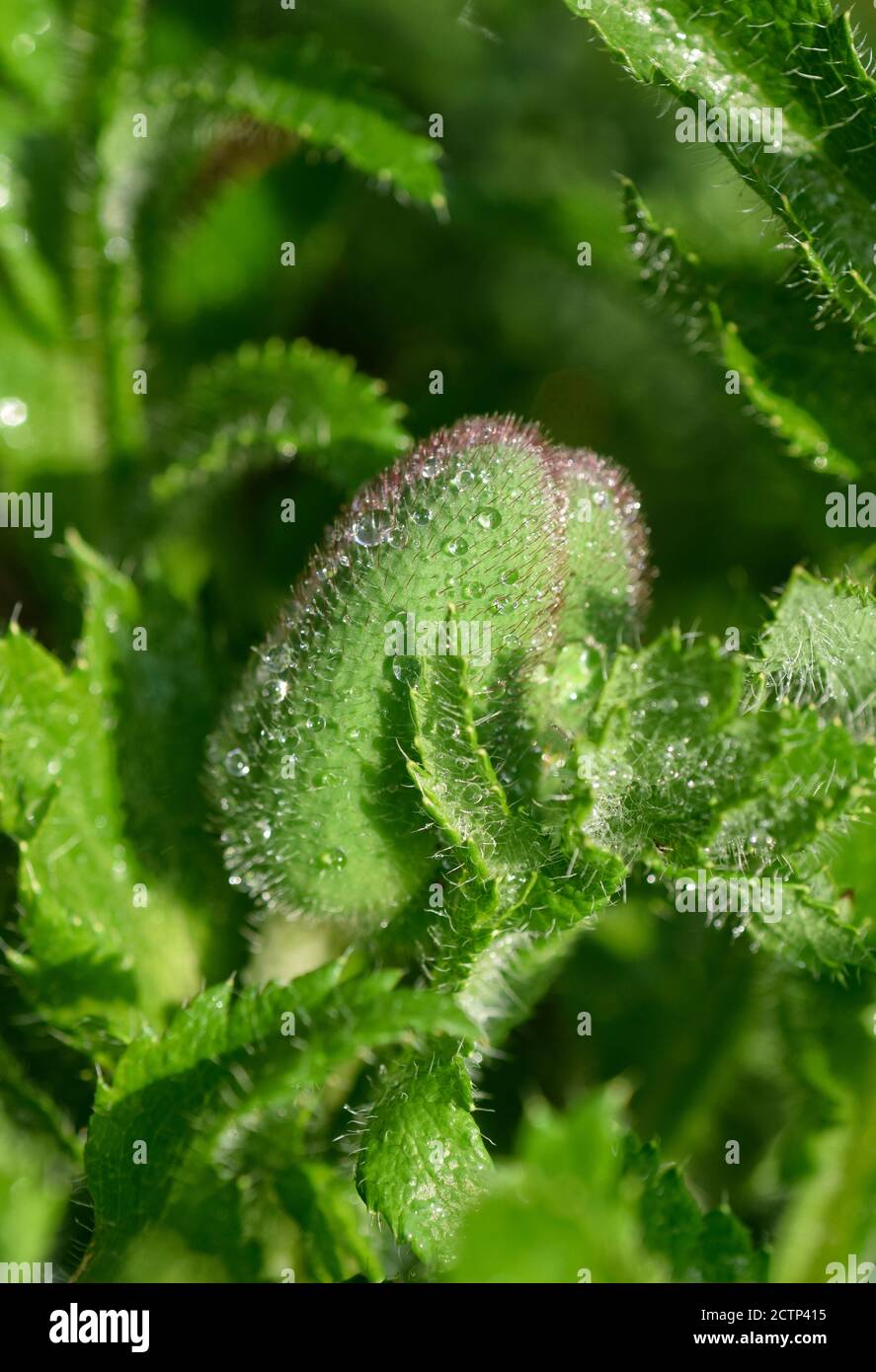 Buds of poppy hi-res stock photography and images - Alamy