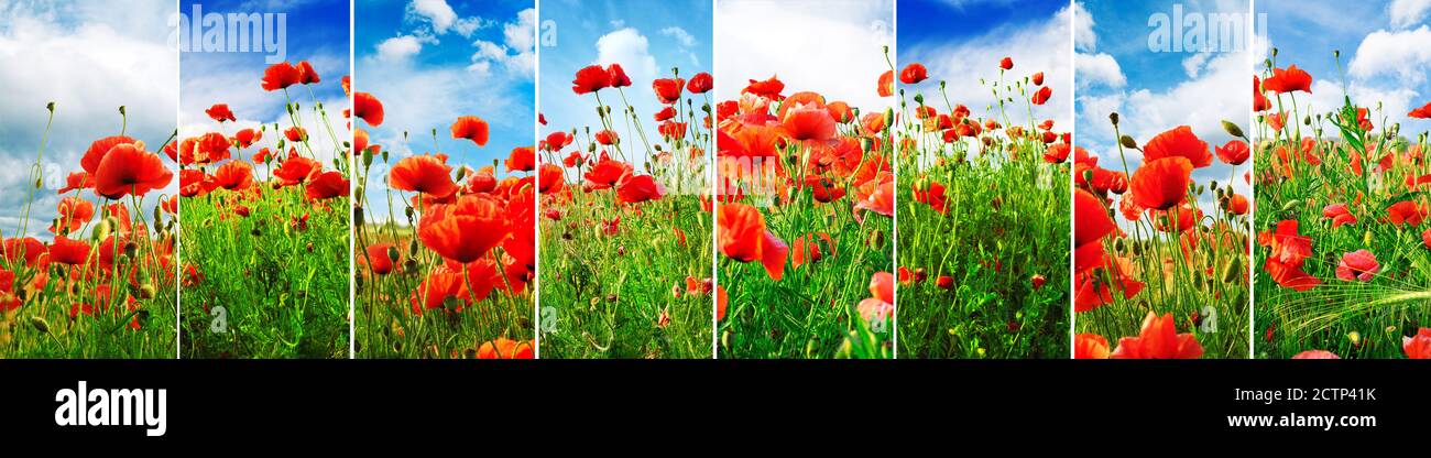Collage bright juicy landscapes poppy field in spring Stock Photo - Alamy