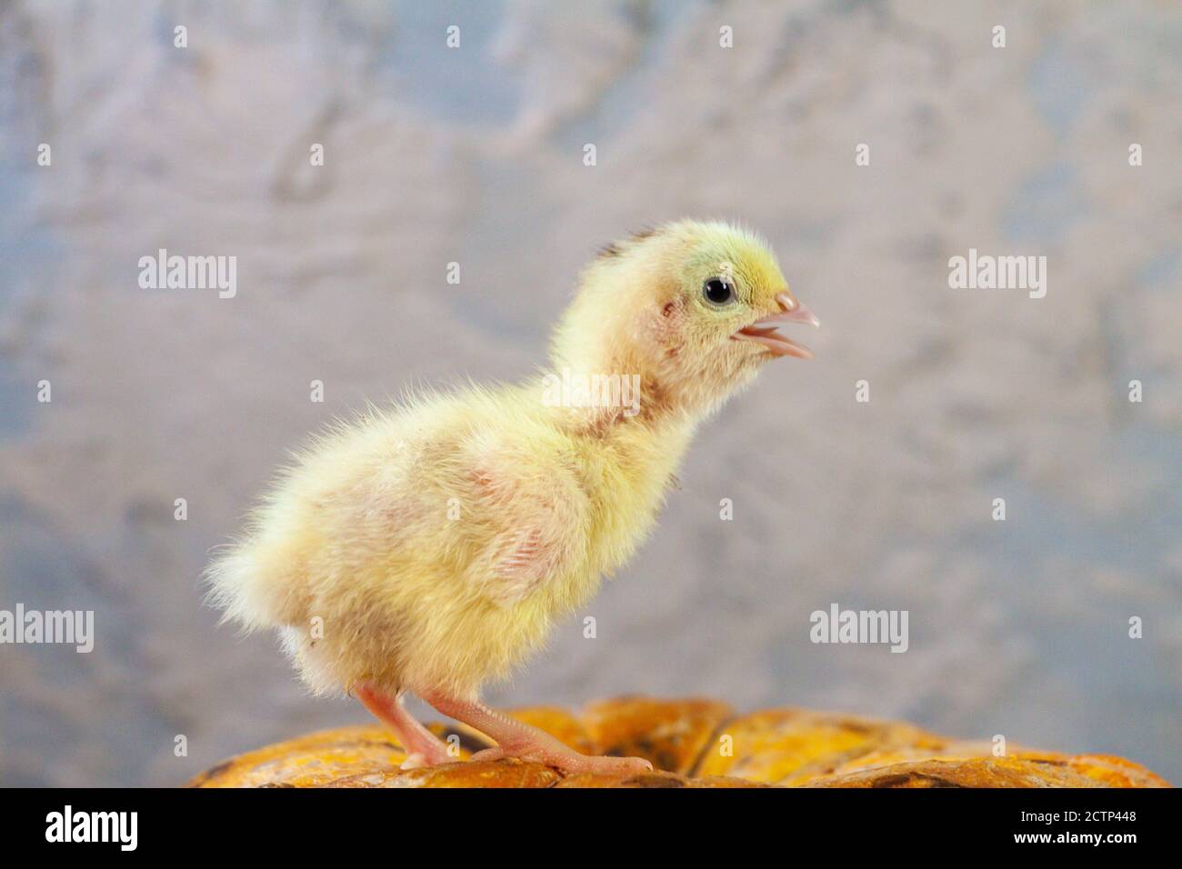 Newborn yellow chicken. Chick hatched from an egg. Chicks together with ...