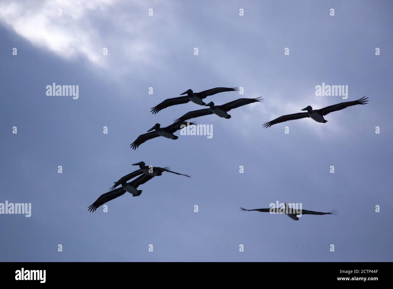 Pelican flying free in the open sky Stock Photo - Alamy