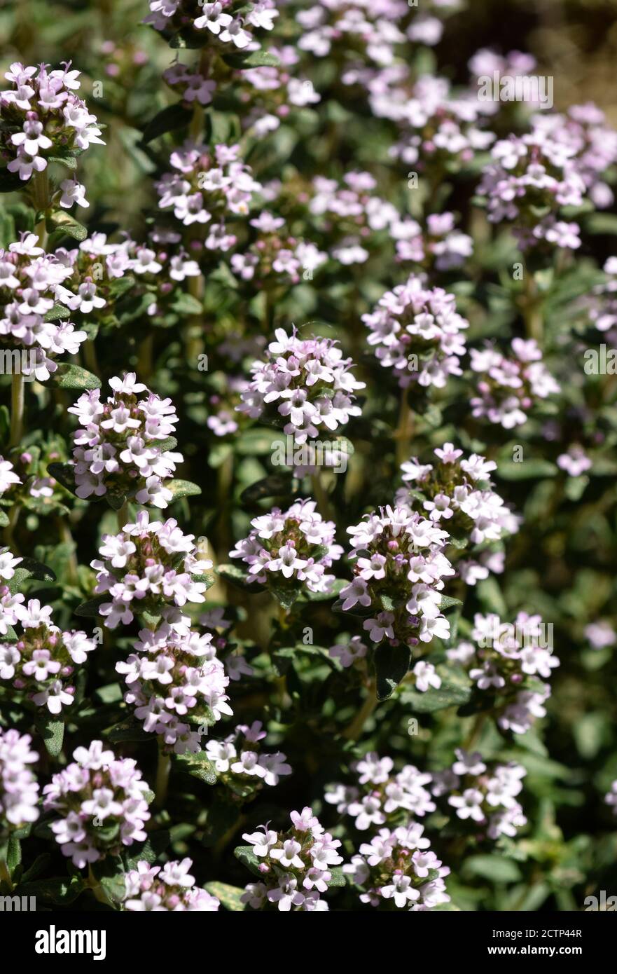 pink chintz thyme flowers Stock Photo - Alamy