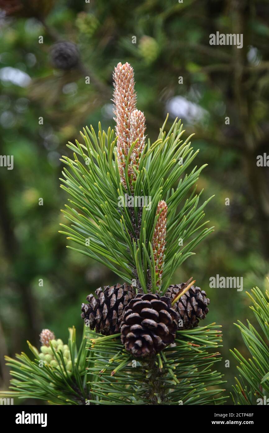 scot's pine, pinus sylvestris Stock Photo - Alamy
