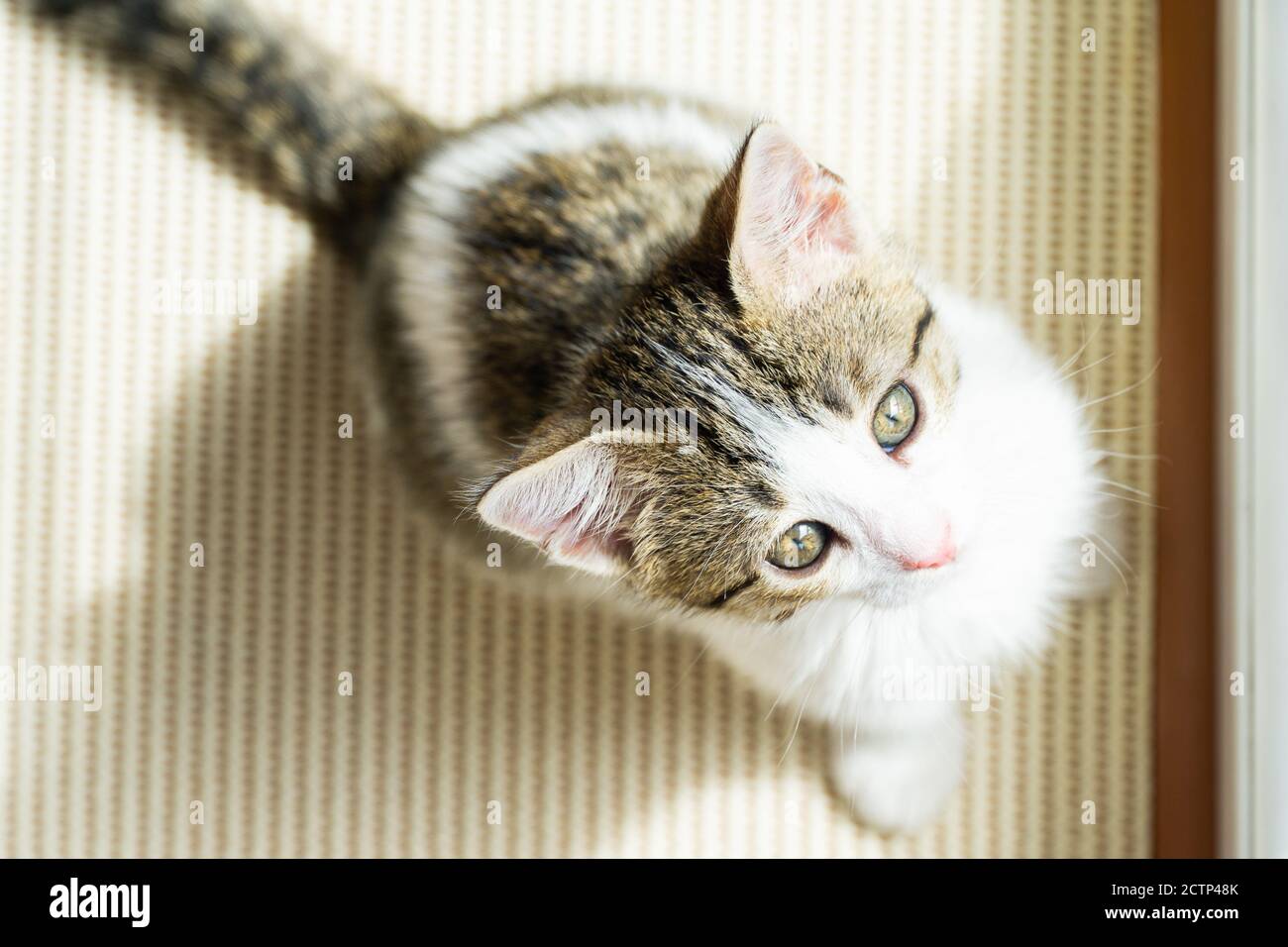 Cute Kitten With Beautiful Eyes Looking Up Stock Photo - Alamy