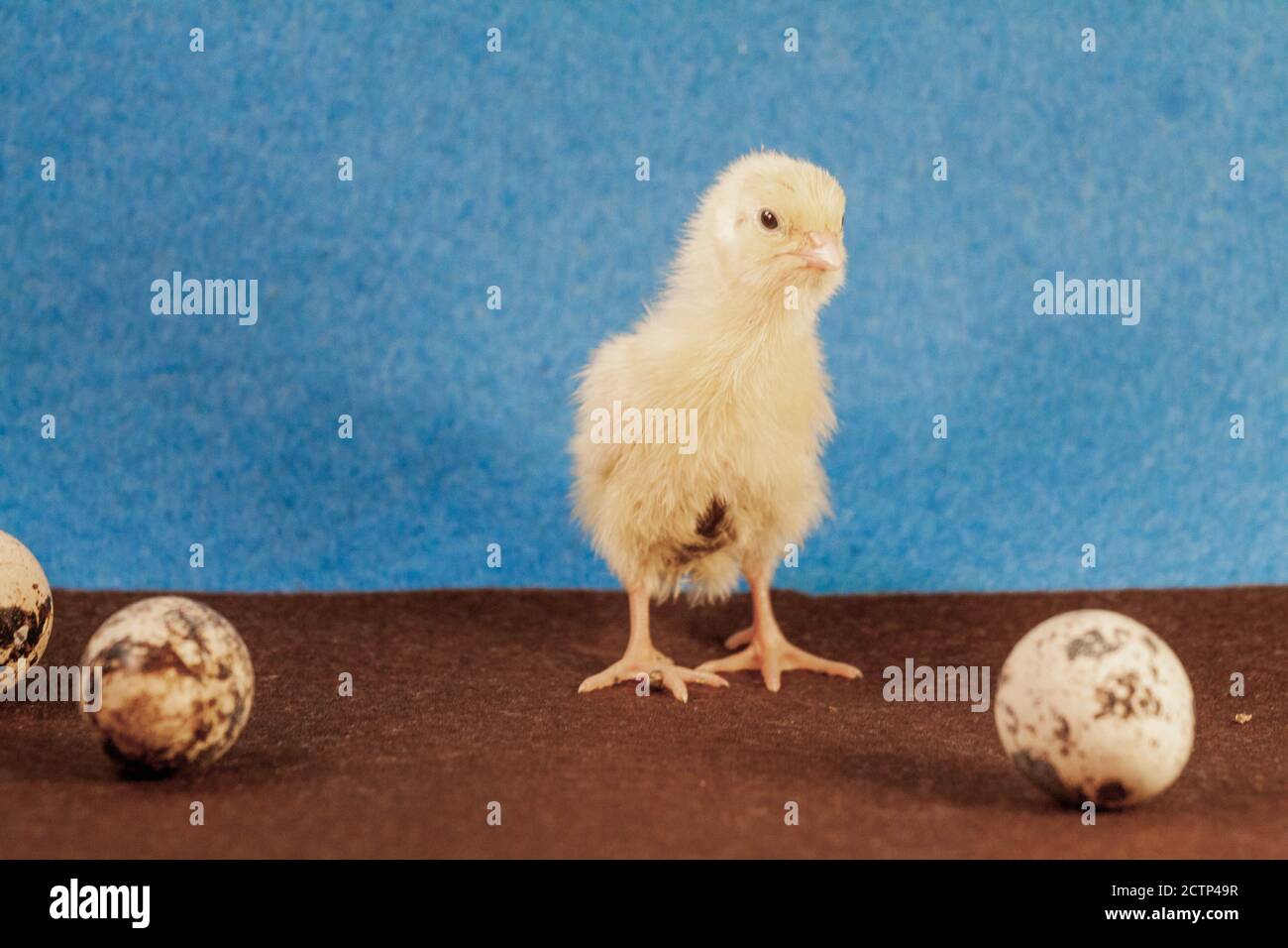 Newborn yellow chicken. Chick hatched from an egg. Chicks together with ...