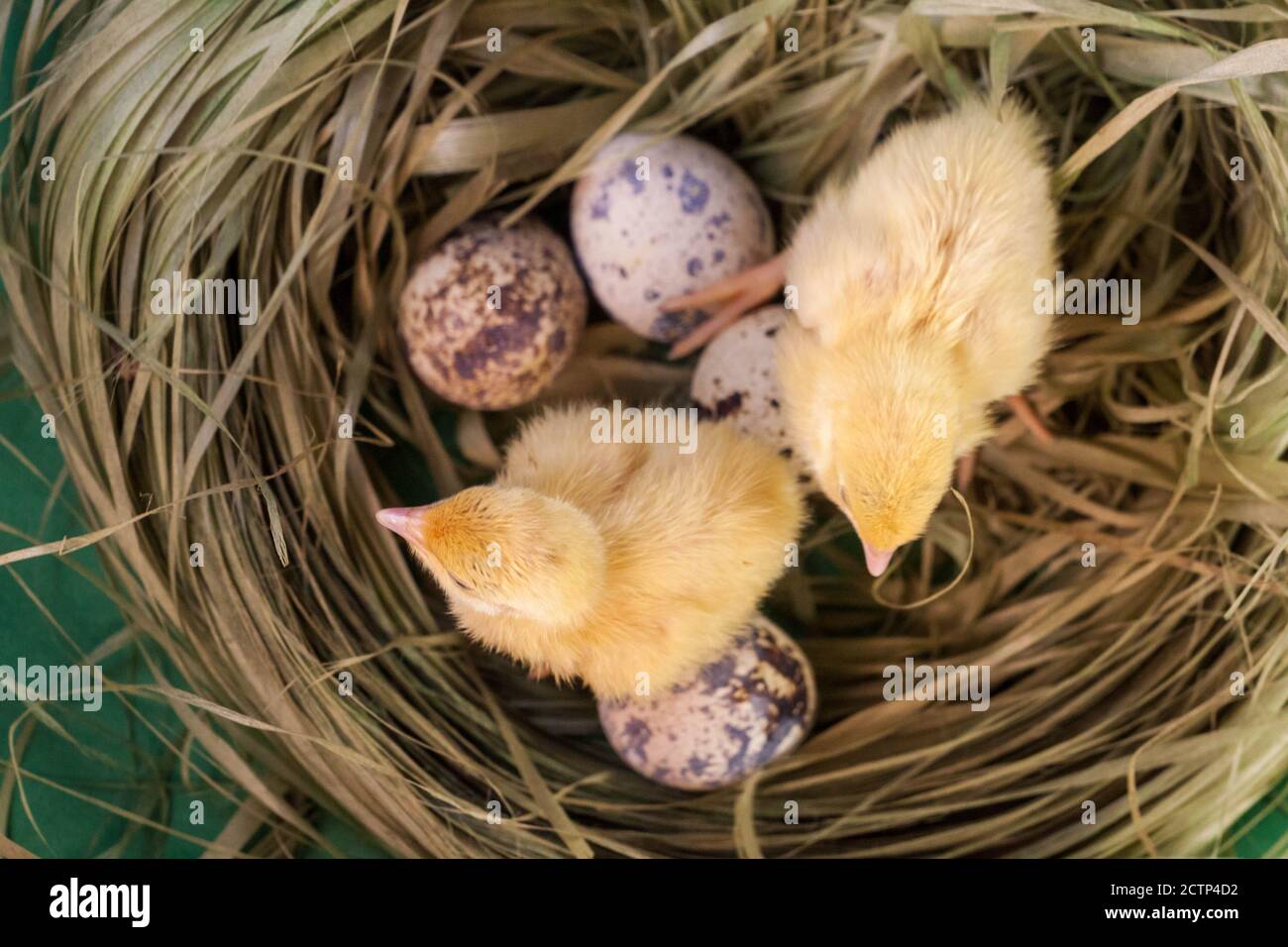 Newborn yellow chicken. Chick hatched from an egg. Chicks together with ...