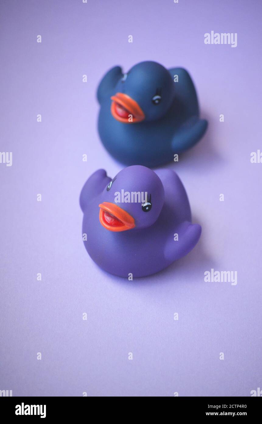 Two isolated toy rubber ducks in dark blue and violet color on a violet ...