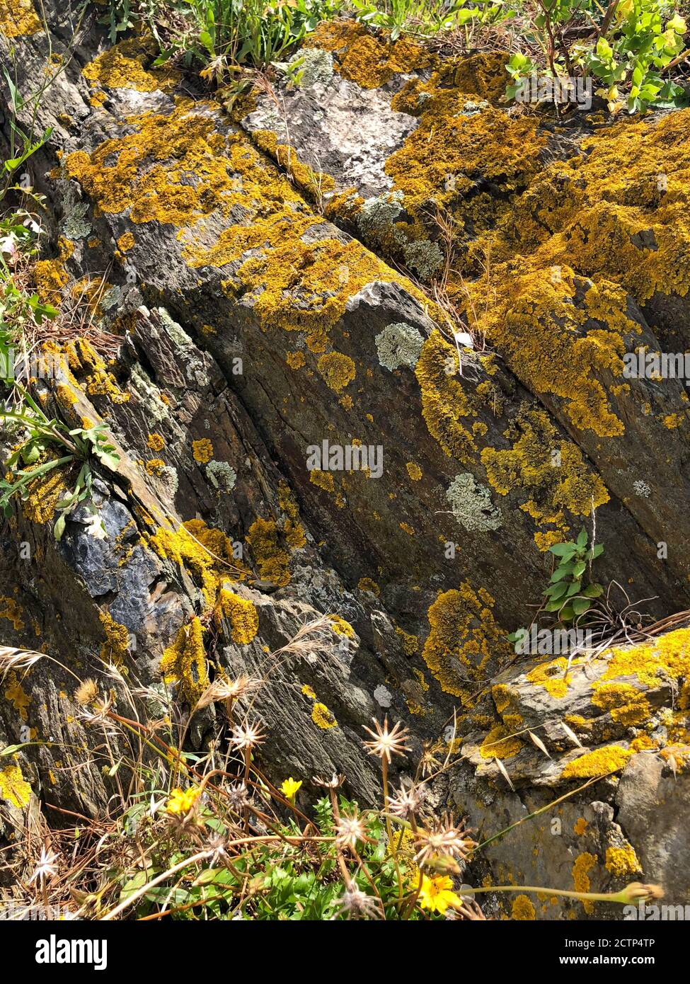 Lichen on rock rocks hi-res stock photography and images - Alamy