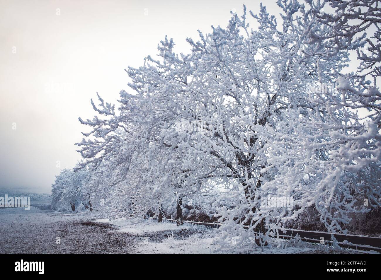 beautiful frozen winter landscape with frosty trees Stock Photo - Alamy