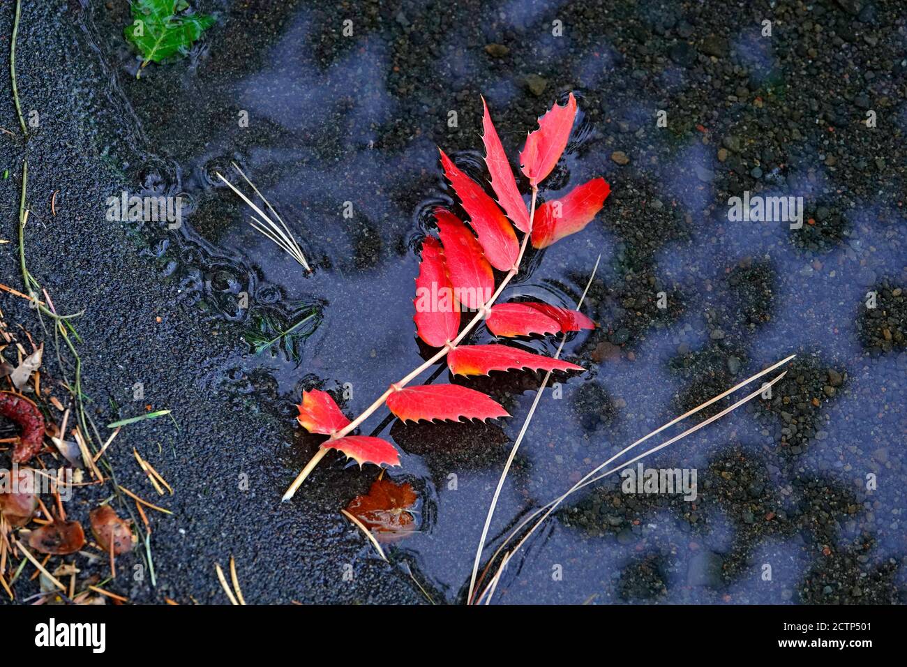 The leaves of a berry bush change from green to red in early autumn on ...