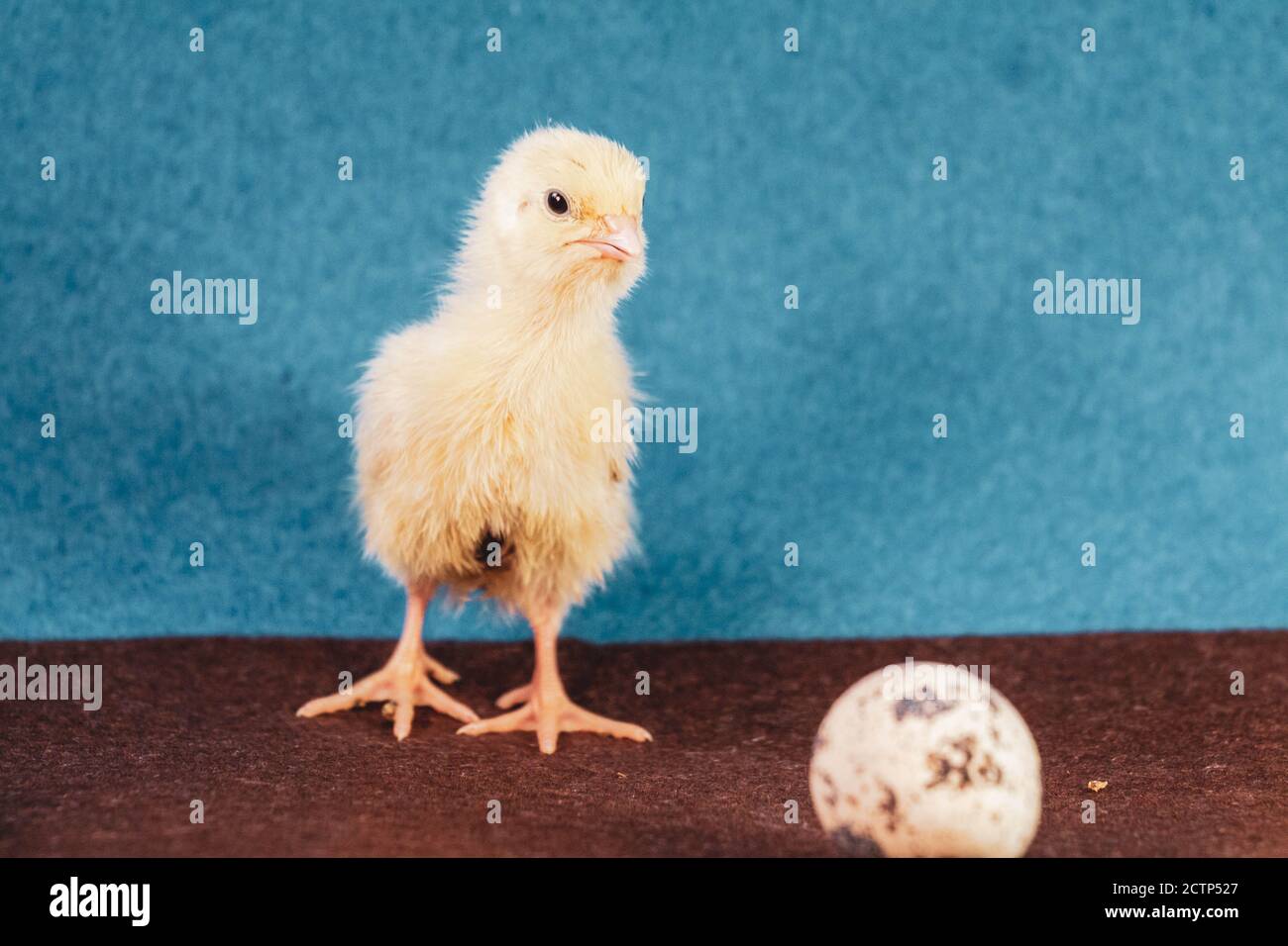 Newborn yellow chicken. Chick hatched from an egg. Chicks together with ...