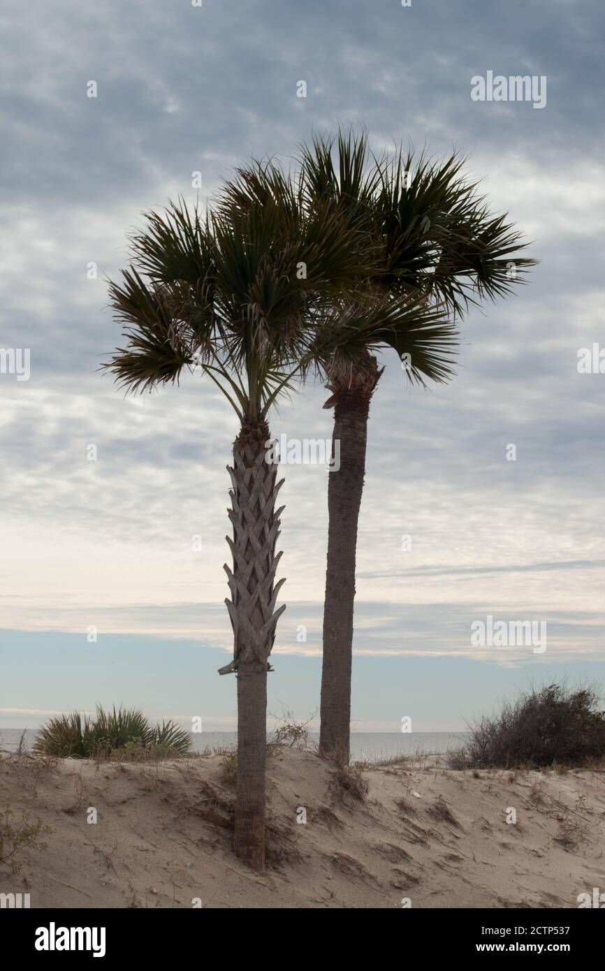 Palm Tree in the Morning Light Stock Photo - Alamy