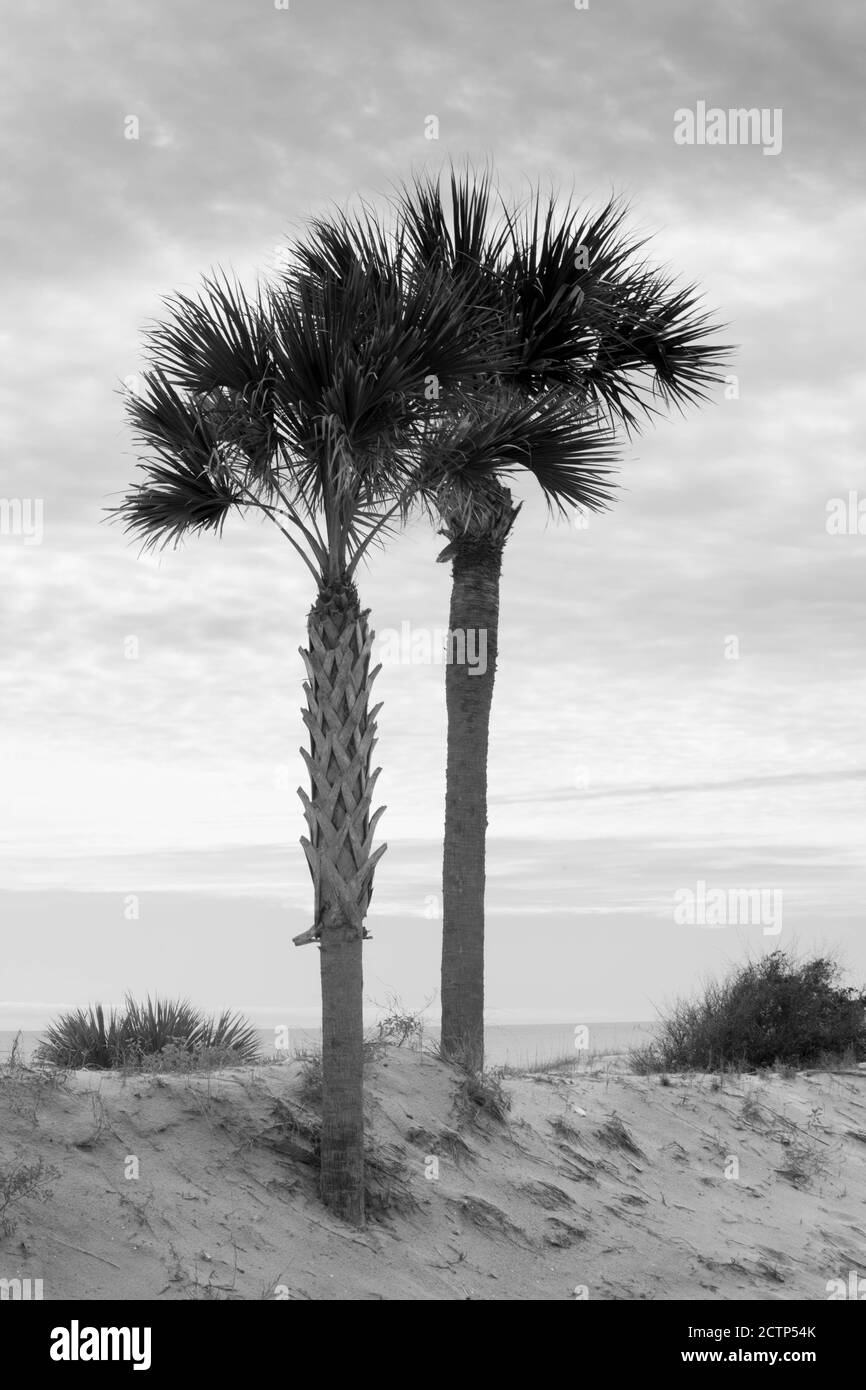 Plant in morning light Black and White Stock Photos & Images - Alamy