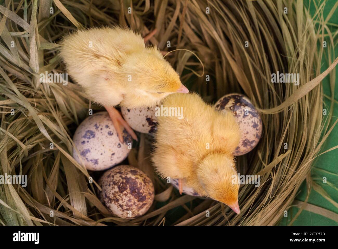 Newborn yellow chicken. Chick hatched from an egg. Chicks together with ...