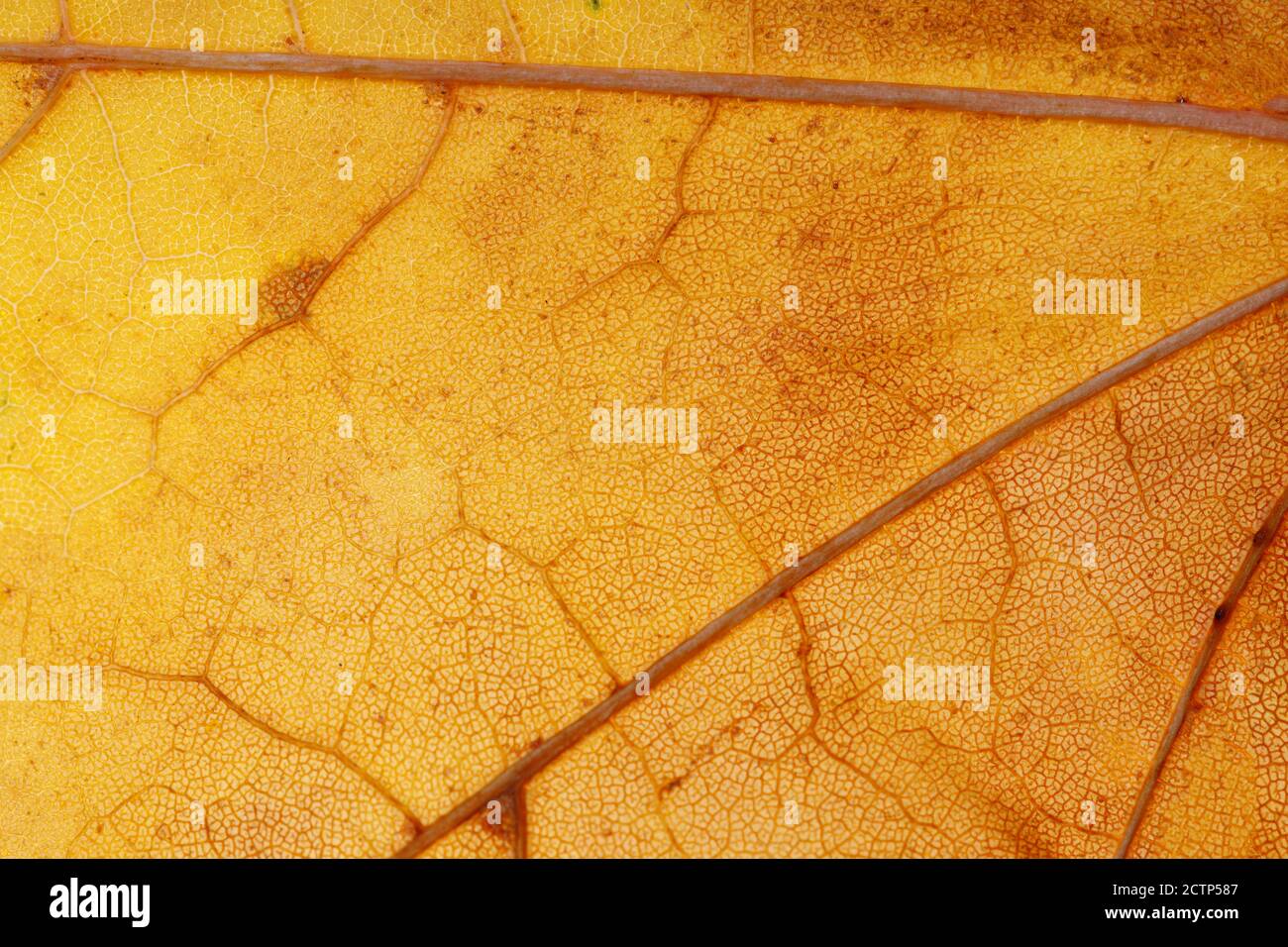 old maple leaf close up. background for designer Stock Photo - Alamy
