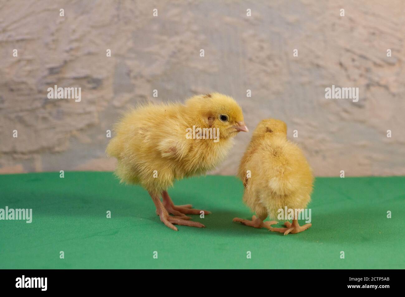 Newborn yellow chicken. Chick hatched from an egg. Chicks together with ...