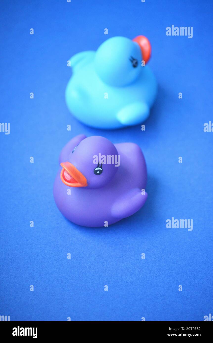 Two isolated toy rubber ducks in light blue and violet color on a dark ...