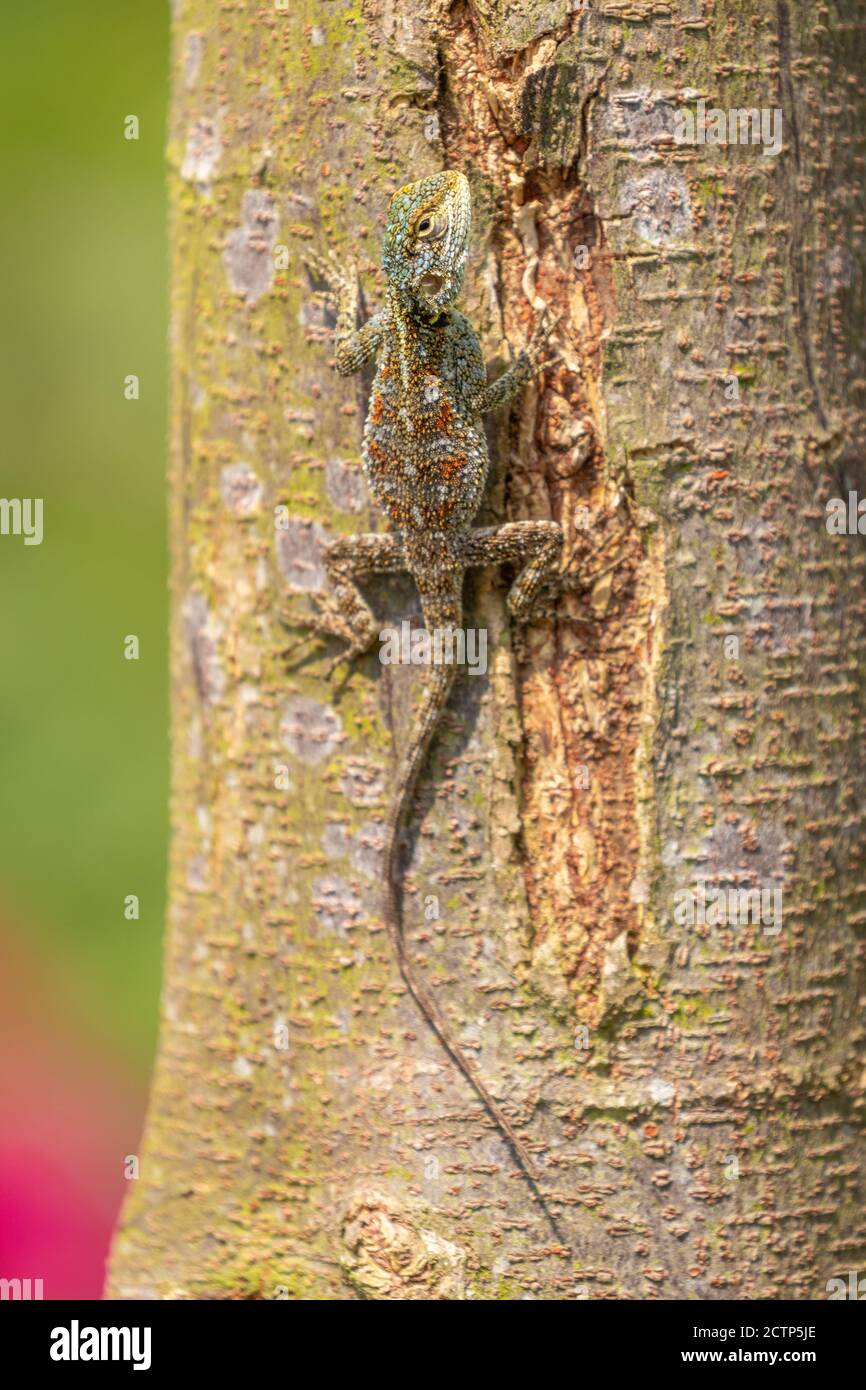 An agama lizard on a tree, Kibale, Uganda Stock Photo - Alamy