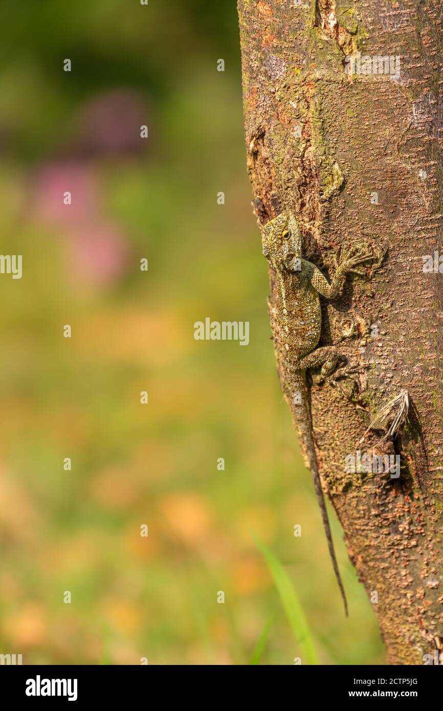Blue headed tree lizard hi-res stock photography and images - Alamy