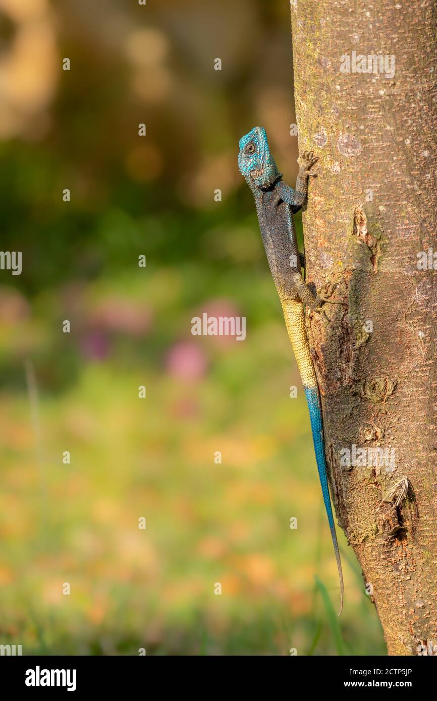Blue headed agama lizard hi-res stock photography and images - Alamy