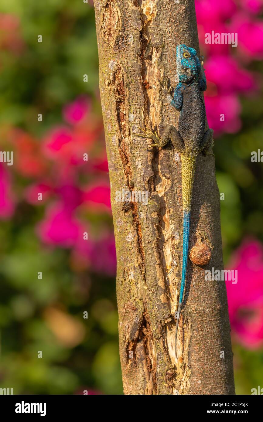 Uganda blue-headed tree agama ( Acanthocercus ugandaensis Stock Photo ...