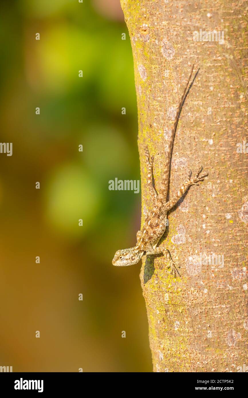 An agama lizard on a tree, Kibale, Uganda Stock Photo - Alamy