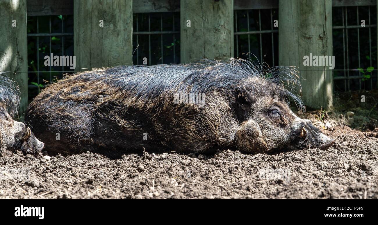 The Visayan warty pig, Sus cebifrons is a critically endangered species ...