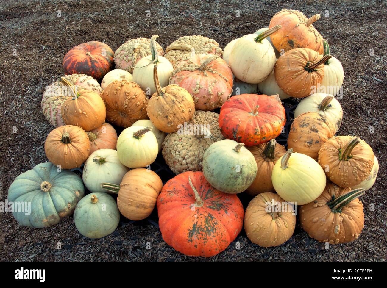 Seasonal autumn and Halloween theme. Assorted squash and pumpkins in a ...