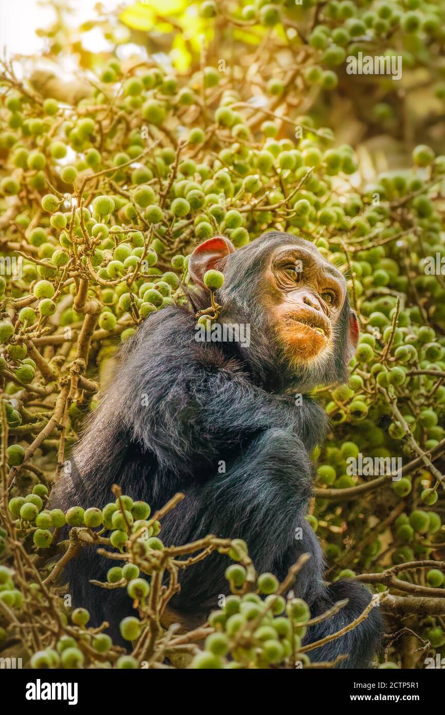 Common chimpanzee eating hi-res stock photography and images - Alamy