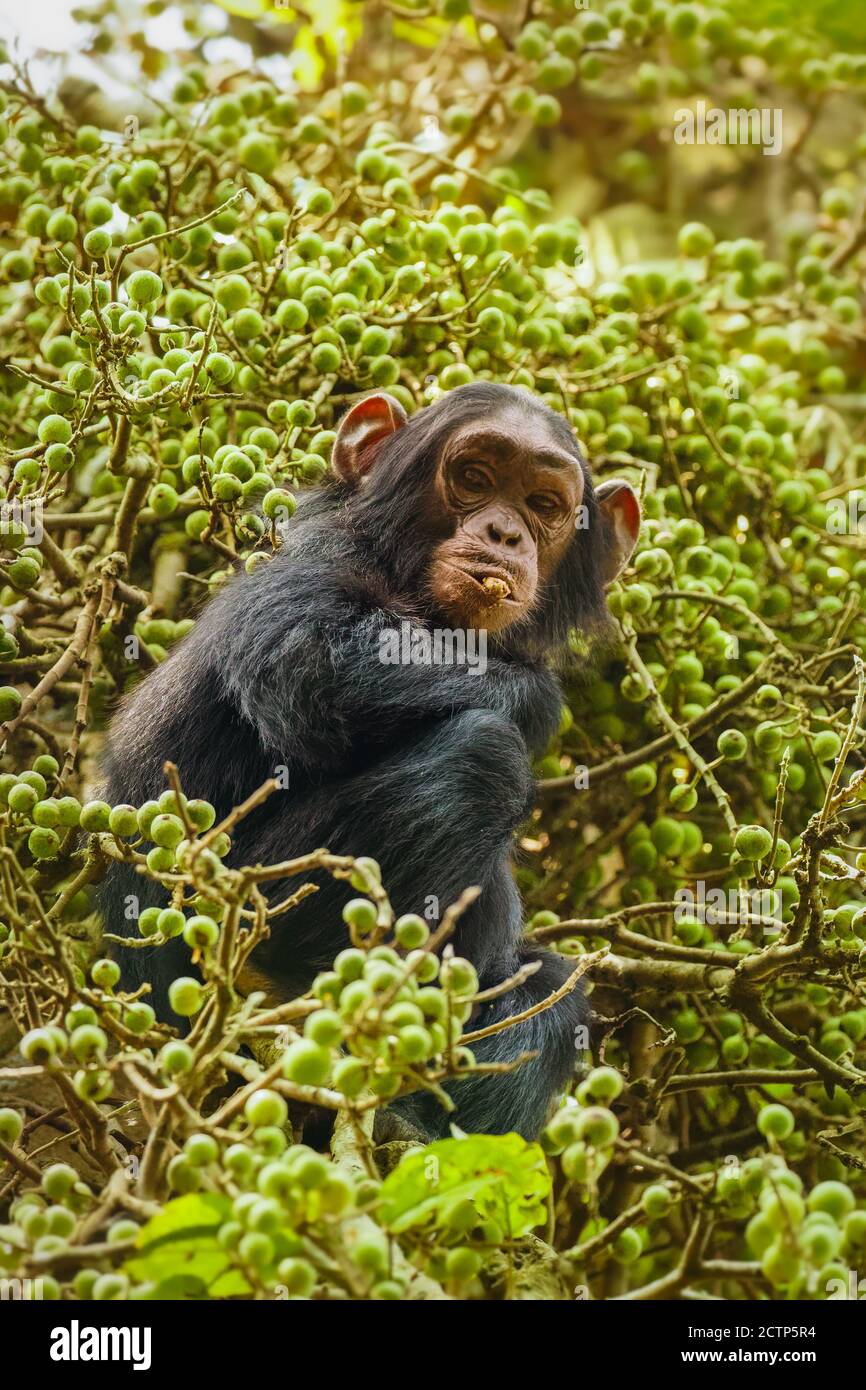 A little common Chimpanzee ( Pan troglodytes schweinfurtii) sitting in ...