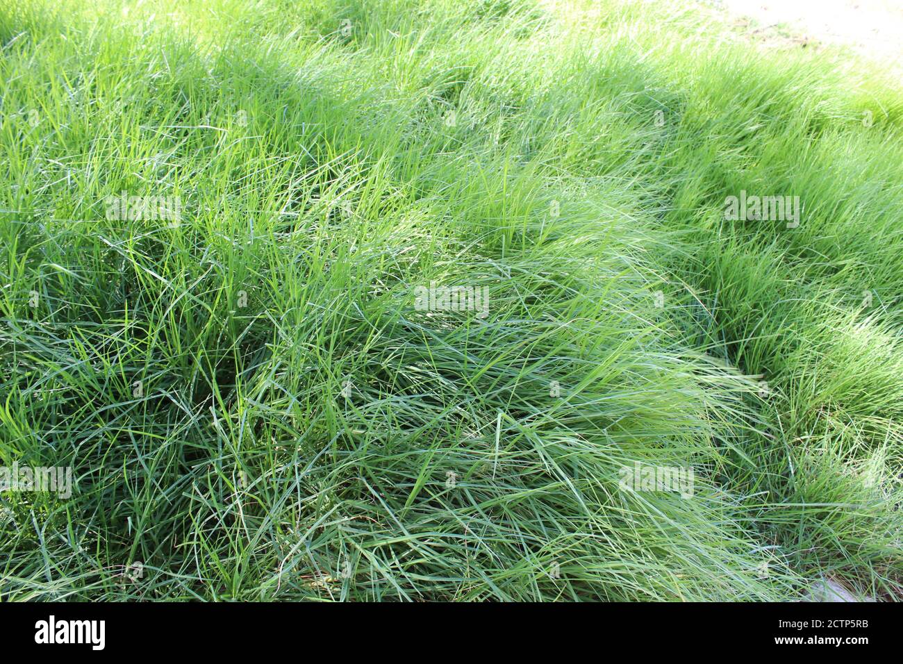 Long wild grass hi-res stock photography and images - Alamy