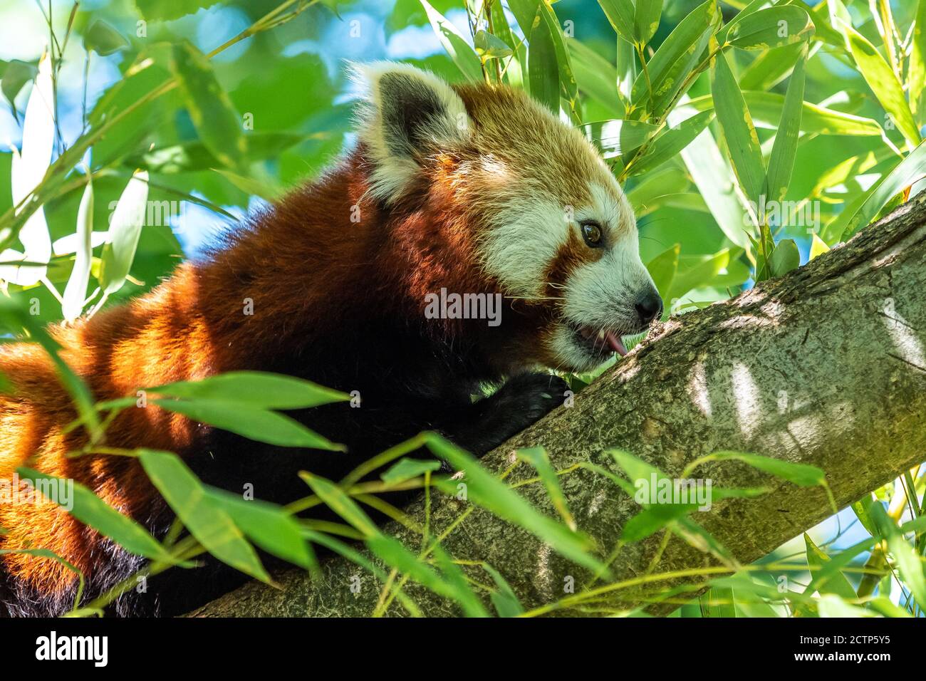 The red panda, Ailurus fulgens, also called the lesser panda and the ...