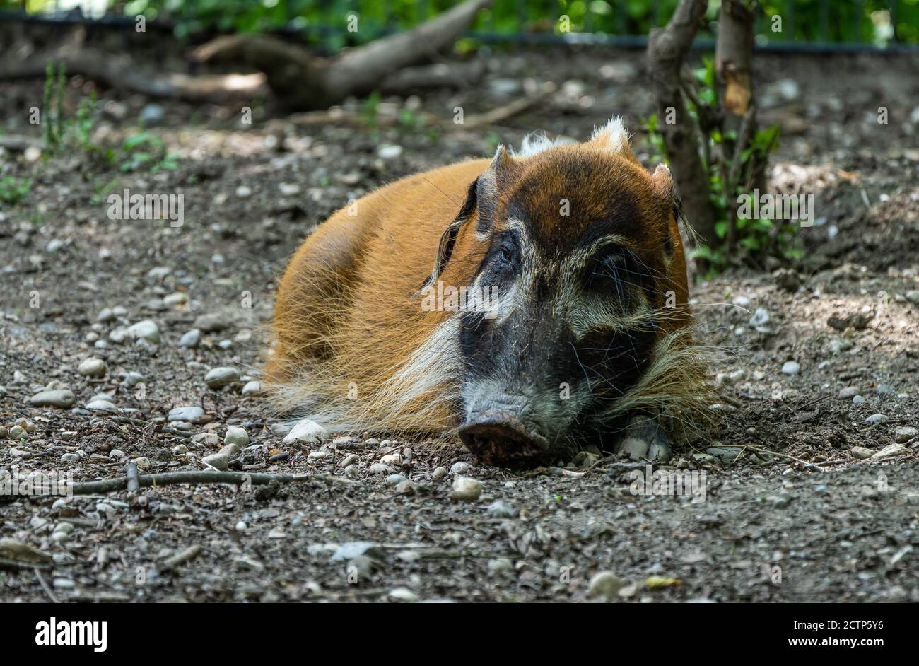 Red river hog, Potamochoerus porcus, also known as the bush pig. This ...