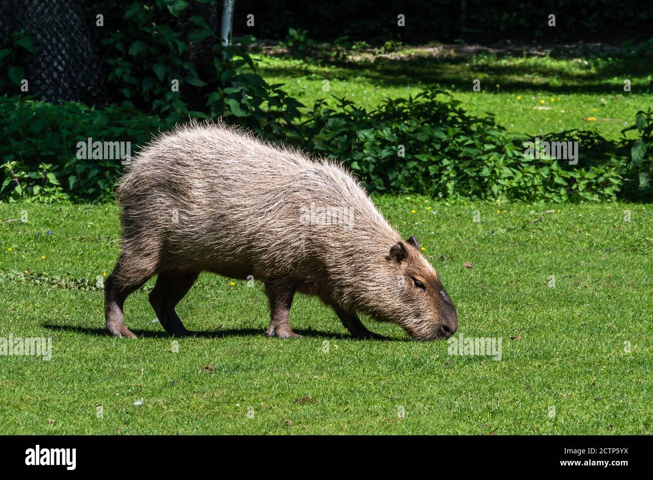 The capybara, Hydrochoerus hydrochaeris is a mammal native to South ...