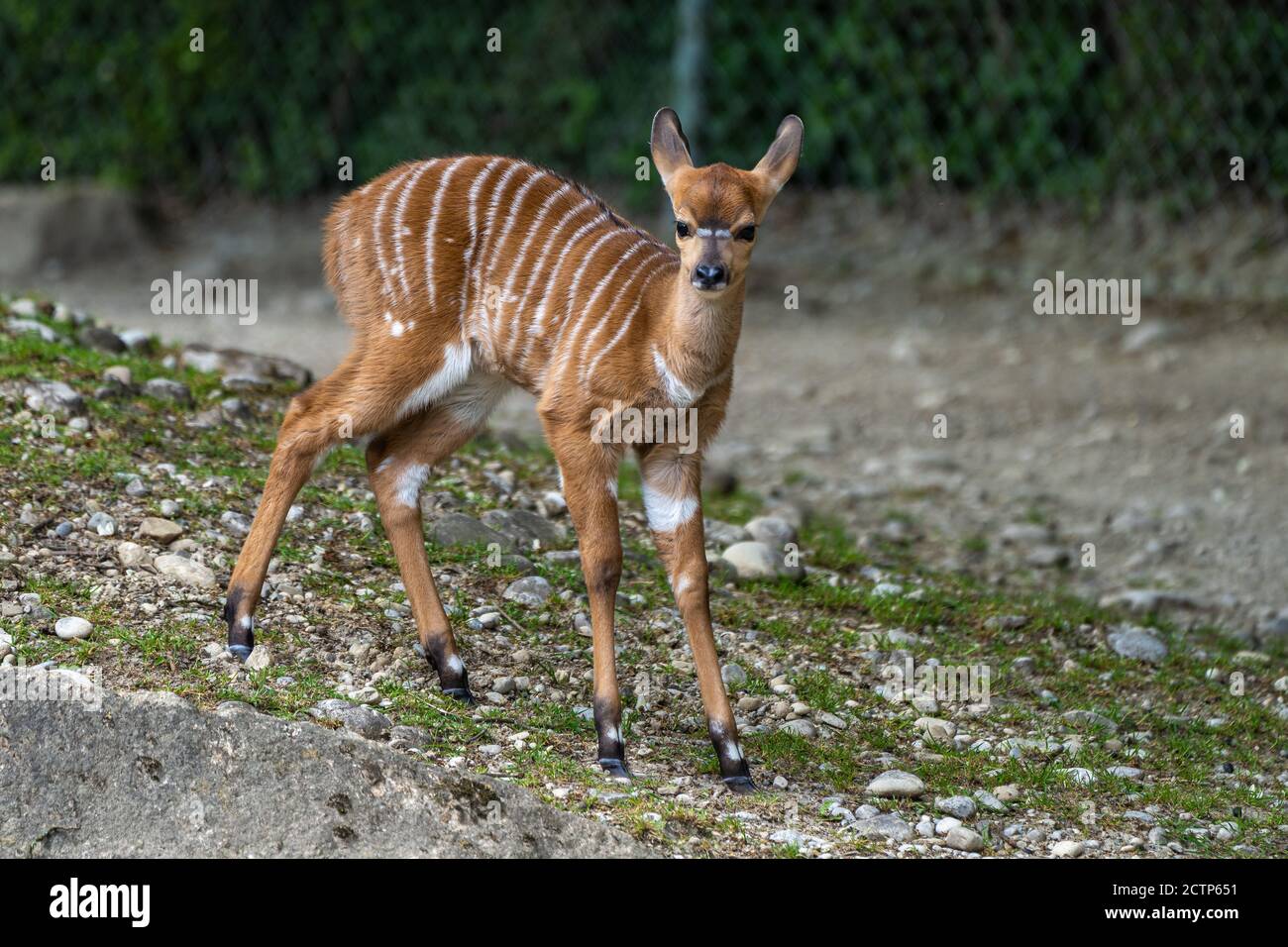 A young baby nyala. Tragelaphus angasii is a spiral-horned antelope ...