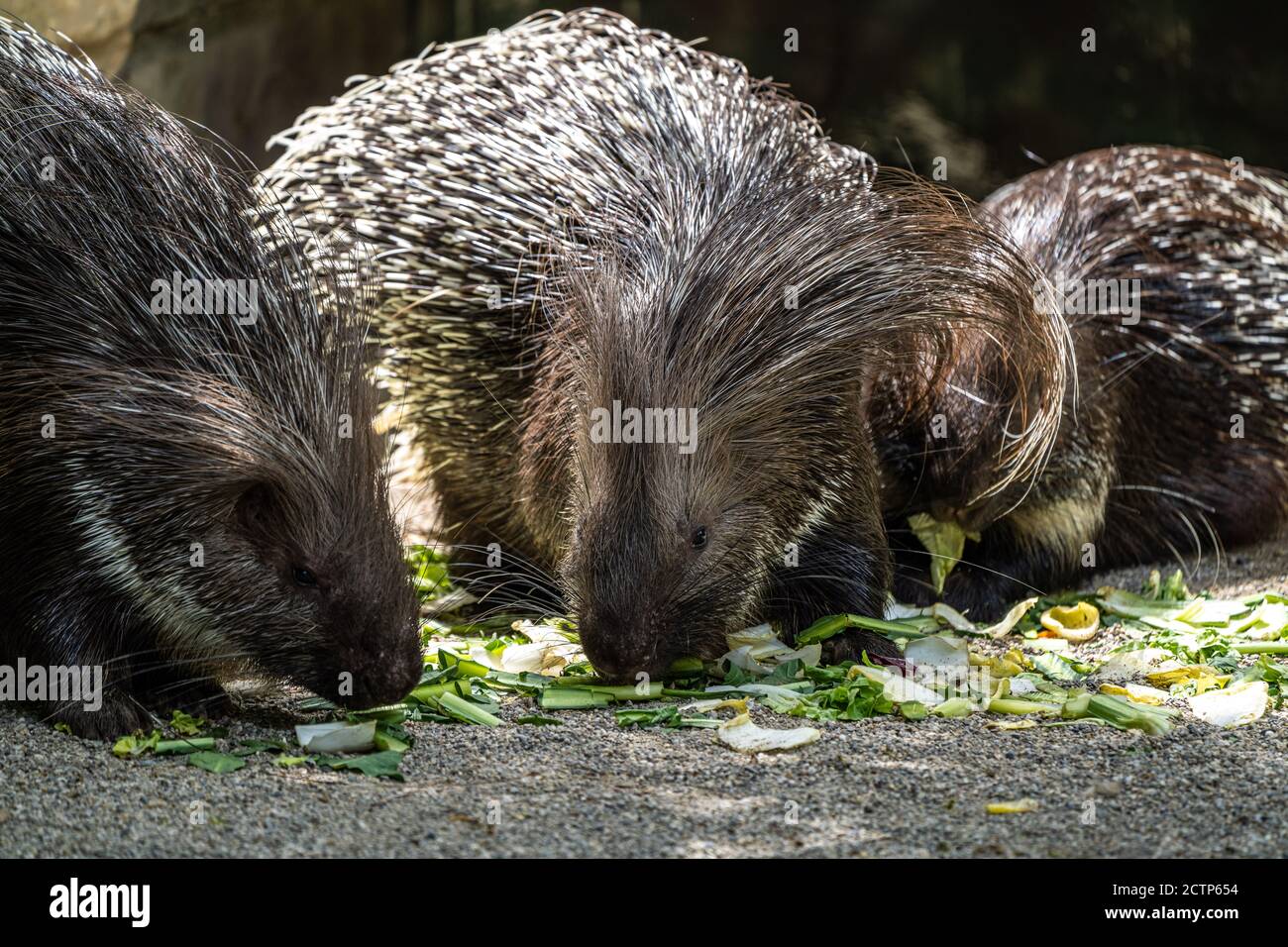 The Indian crested Porcupine, Hystrix indica or Indian porcupine, is a ...