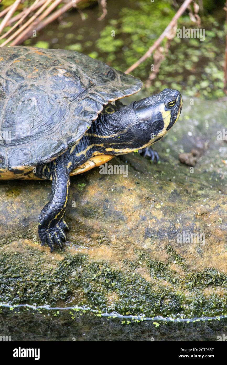 Vertical shot of swamp turtle on the rock Stock Photo - Alamy