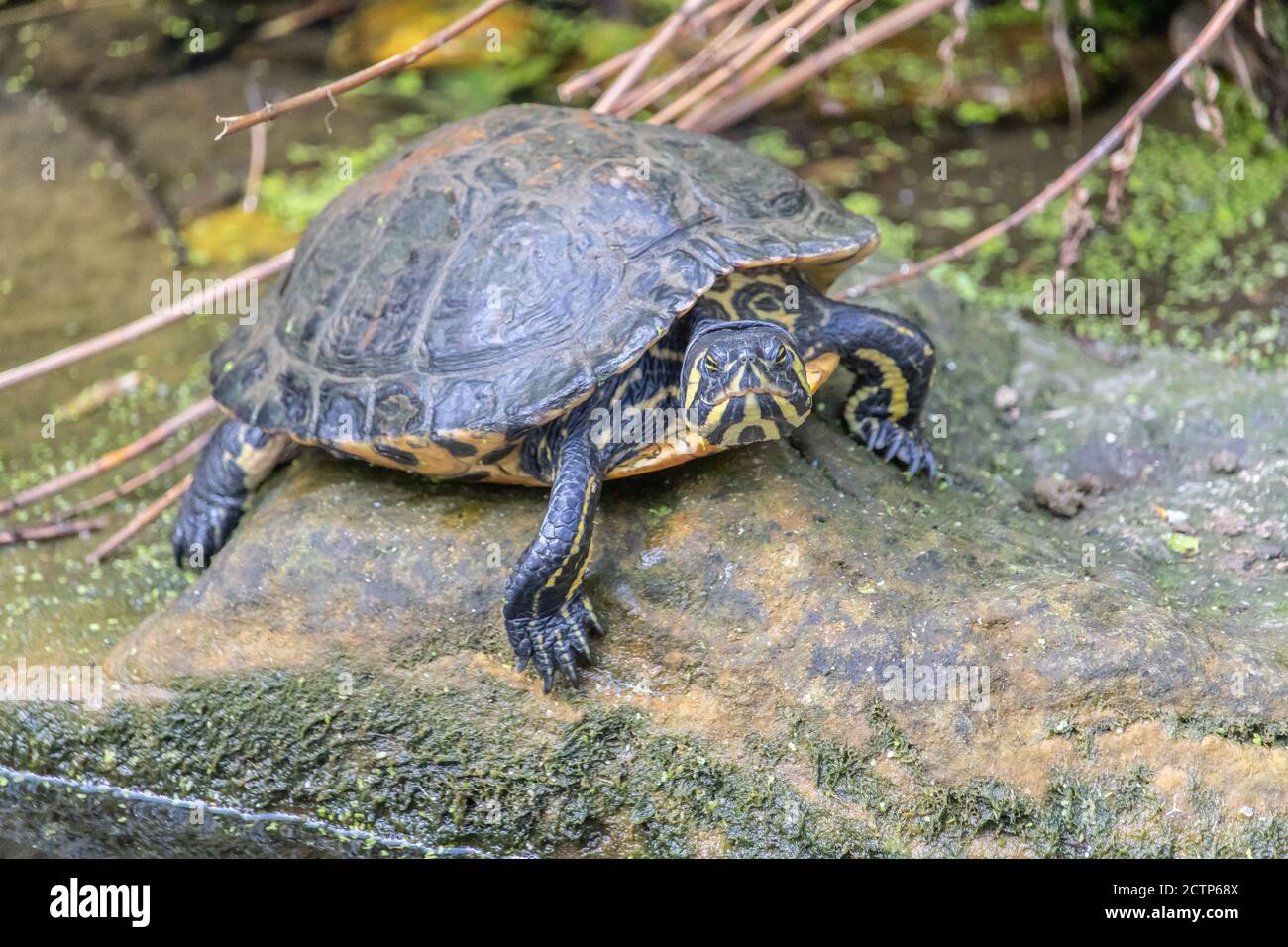 Vertical shot of swamp turtle on the rock Stock Photo - Alamy
