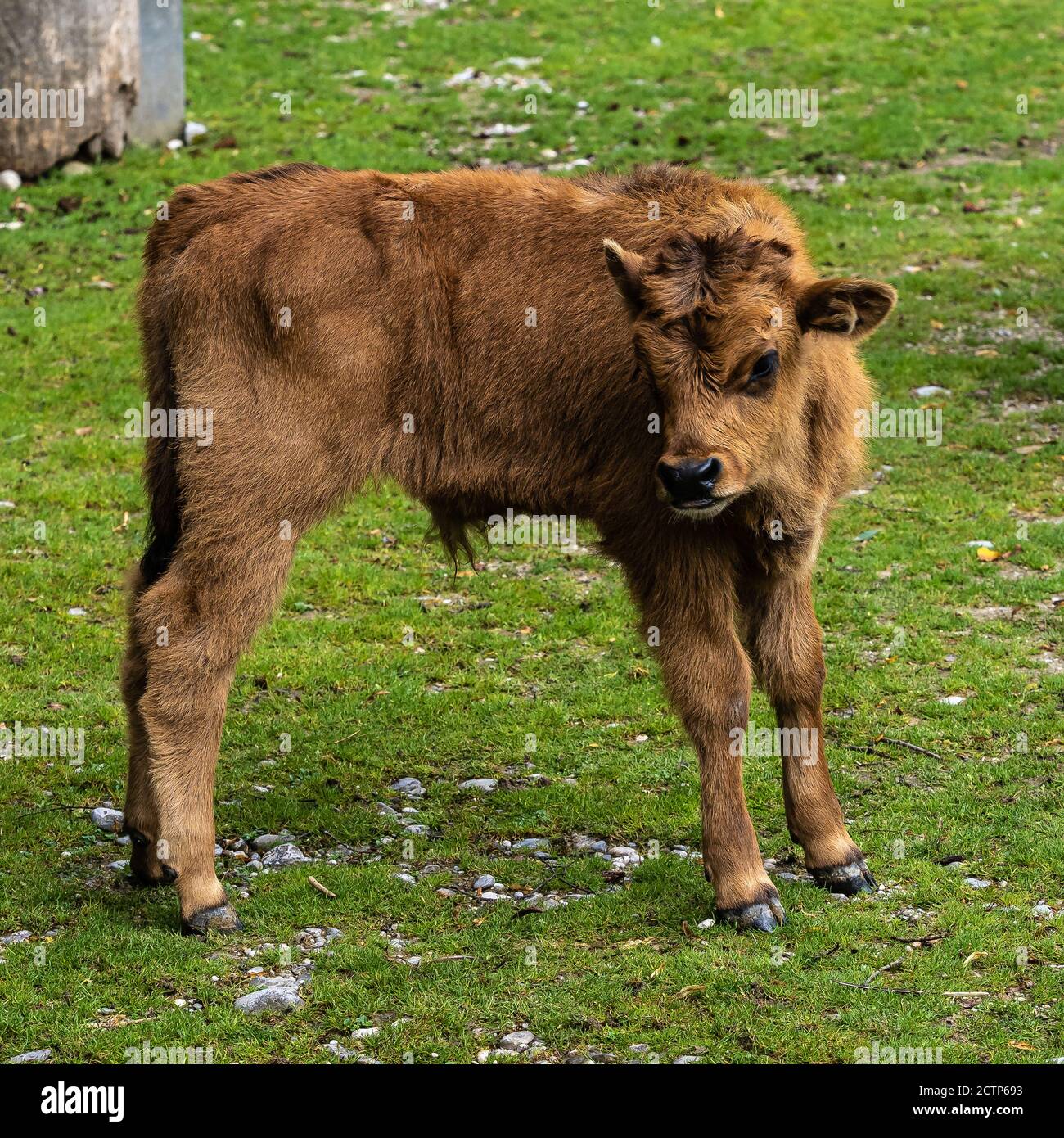 Baby Heck cattle, Bos primigenius taurus, claimed to resemble the ...