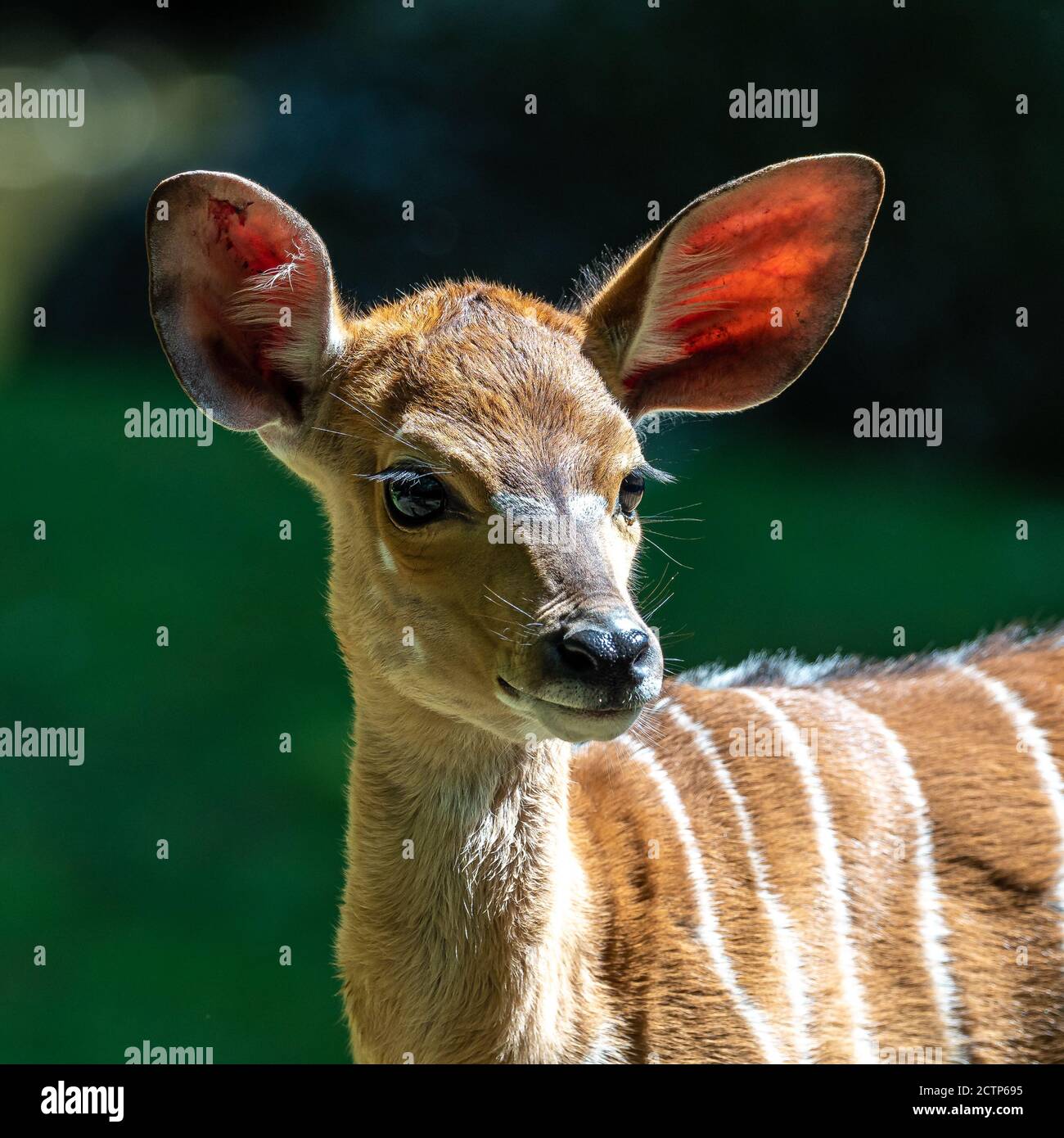 A young baby nyala. Tragelaphus angasii is a spiral-horned antelope ...