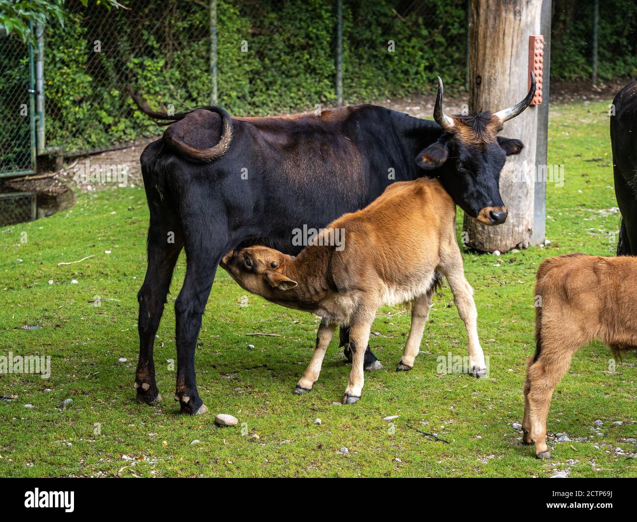 Baby Heck cattle, Bos primigenius taurus, claimed to resemble the ...