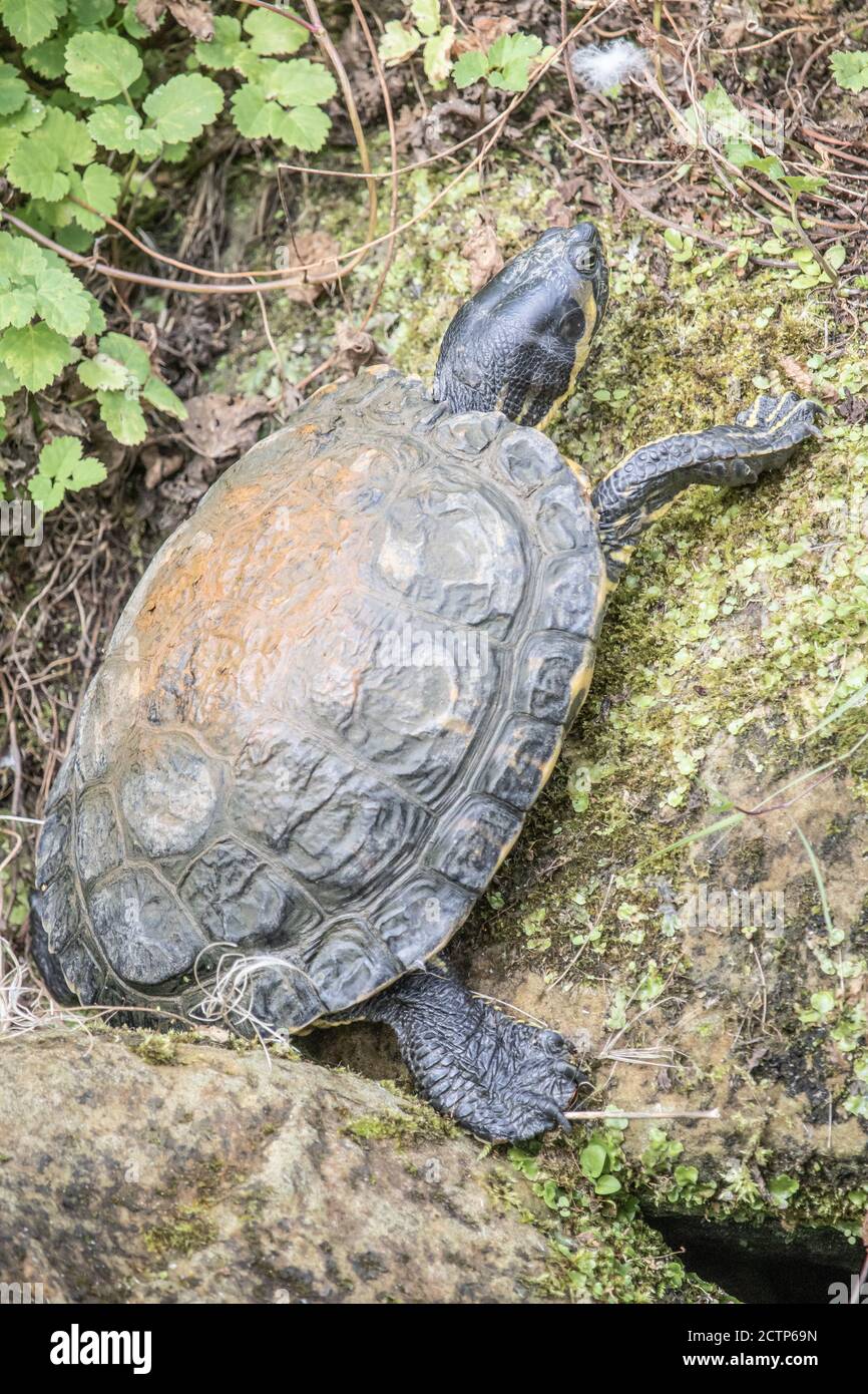 Vertical shot of swamp turtle on the rock Stock Photo - Alamy