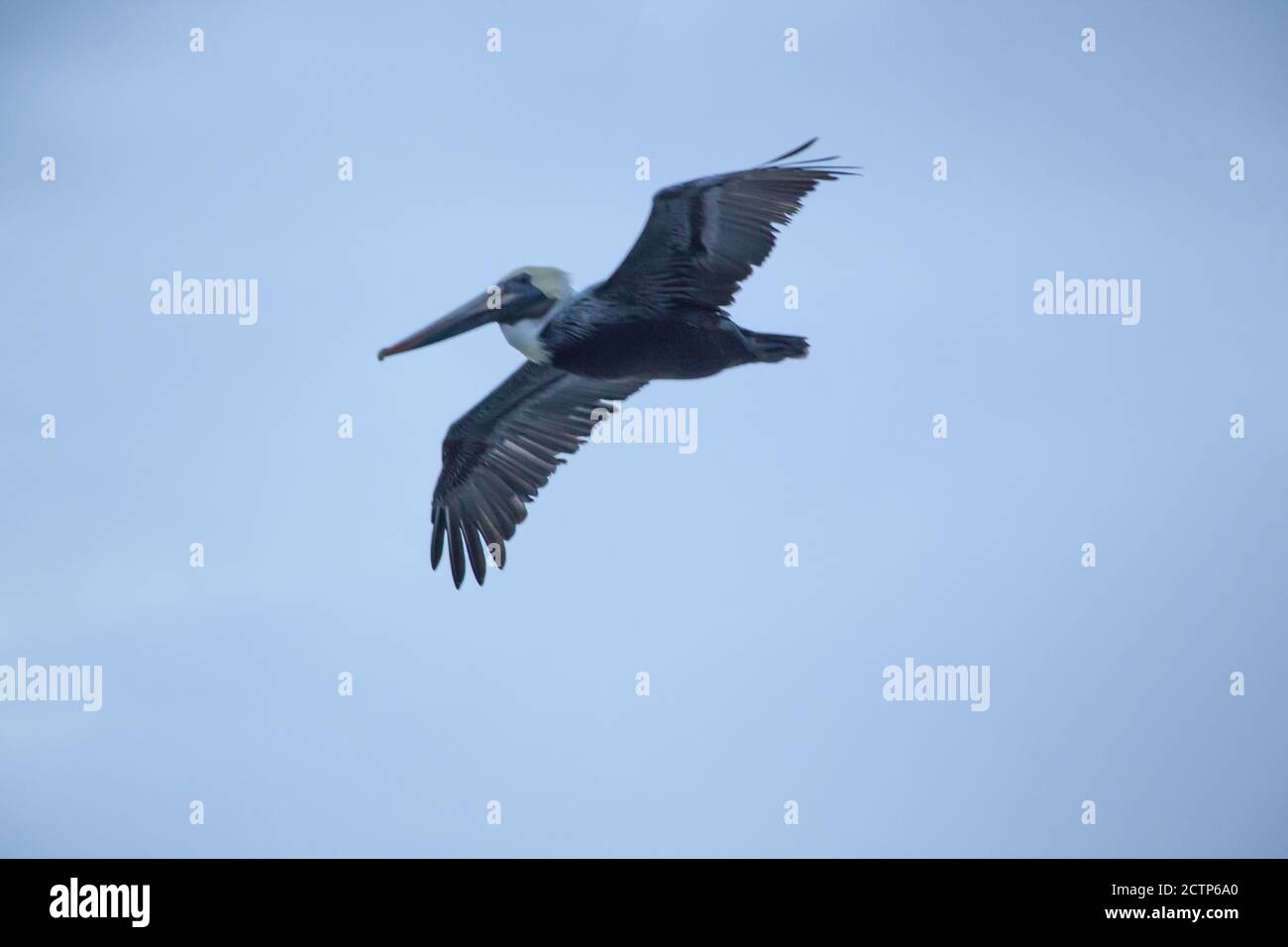 Pelican flying free in the open sky Stock Photo - Alamy