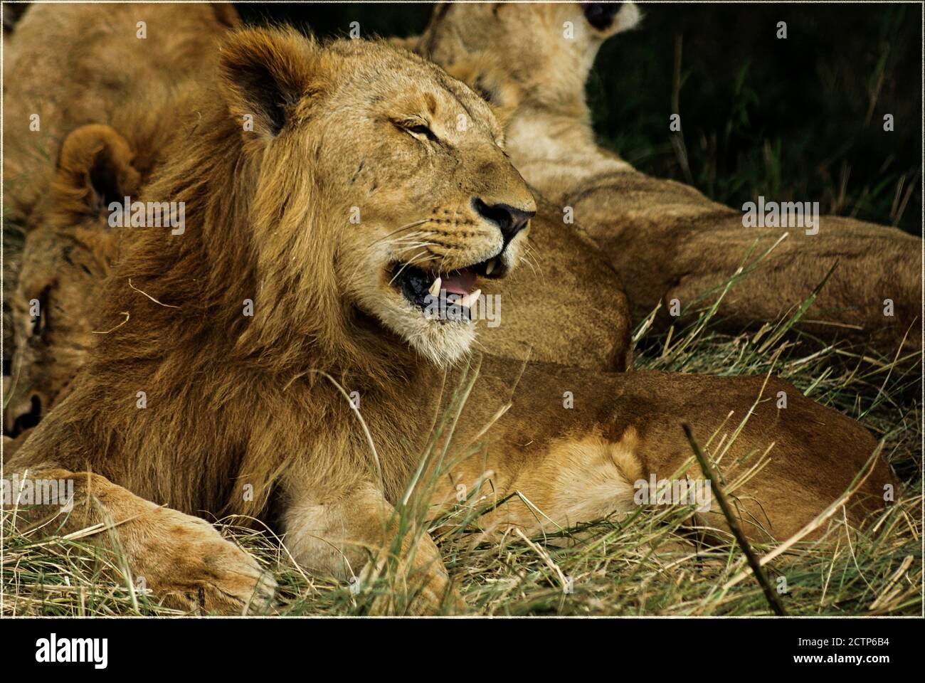 lion in natural enviroment, yawning and bing lazy enjoying the day ...