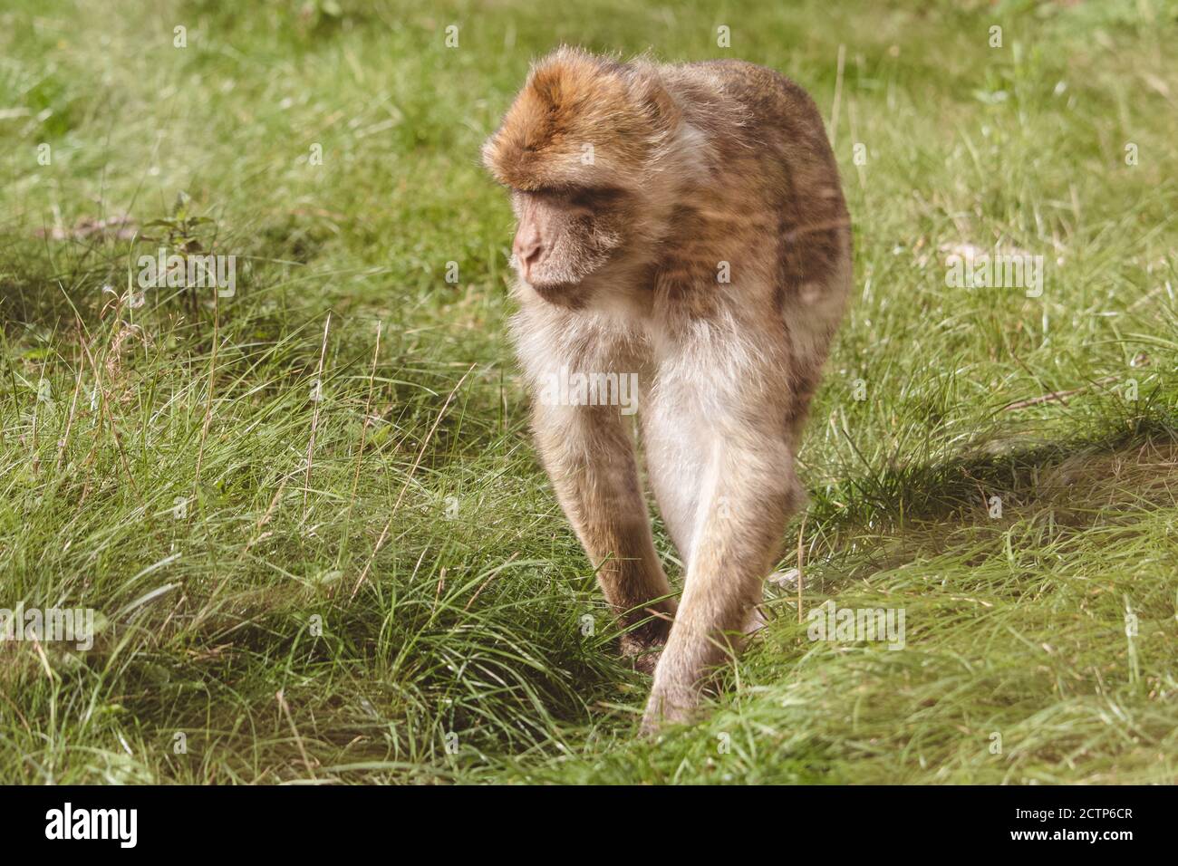 Monkey on the ground hi-res stock photography and images - Alamy