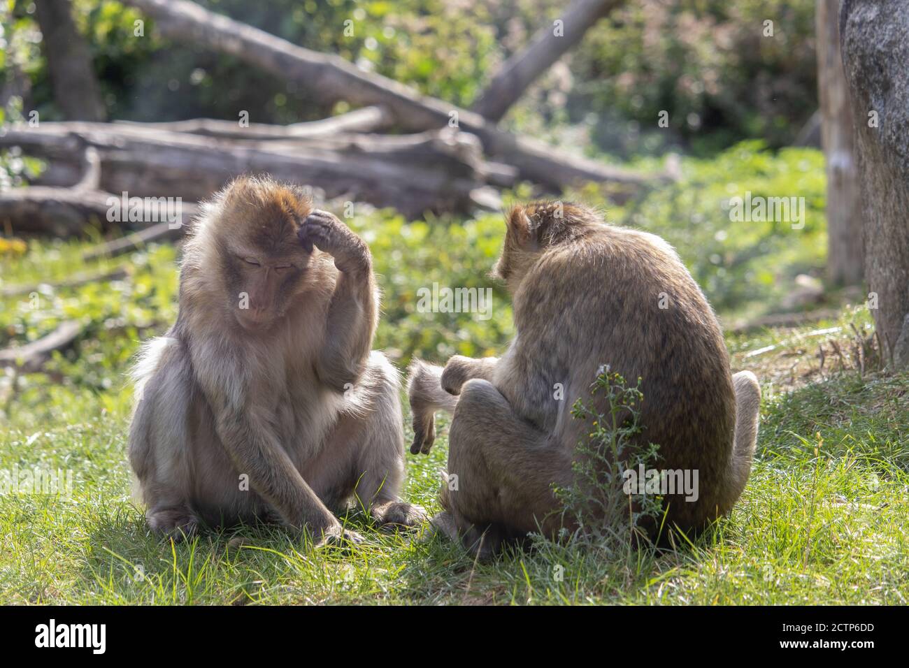 View of monkeys getting lice sitting on the ground Stock Photo - Alamy