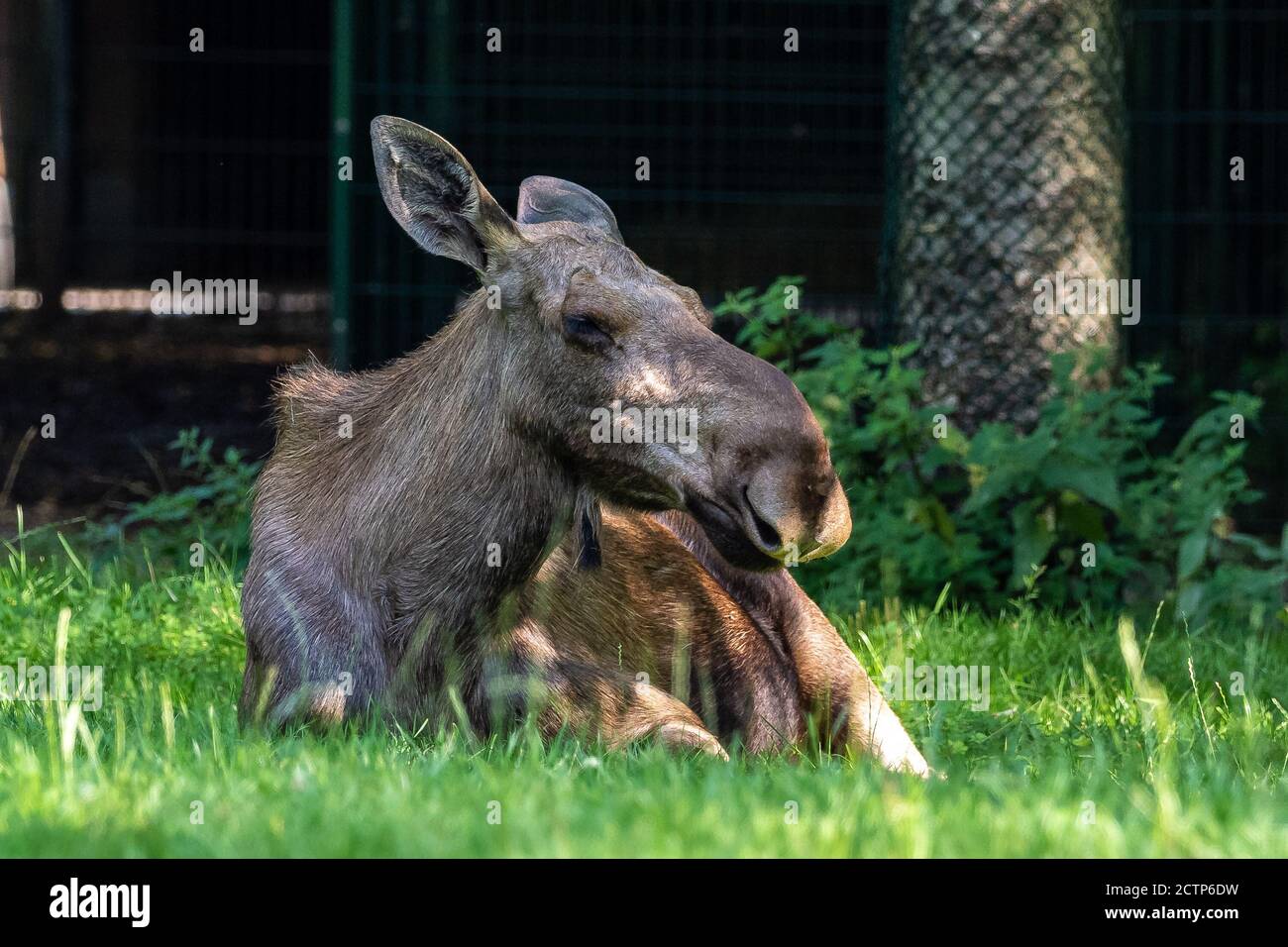 European Moose, Alces alces, also known as the elk. Wild life animal ...