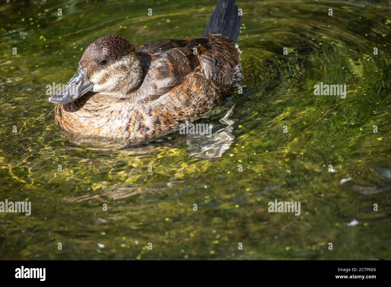 Selective focus shot of wild duck swimming on the water Stock Photo - Alamy