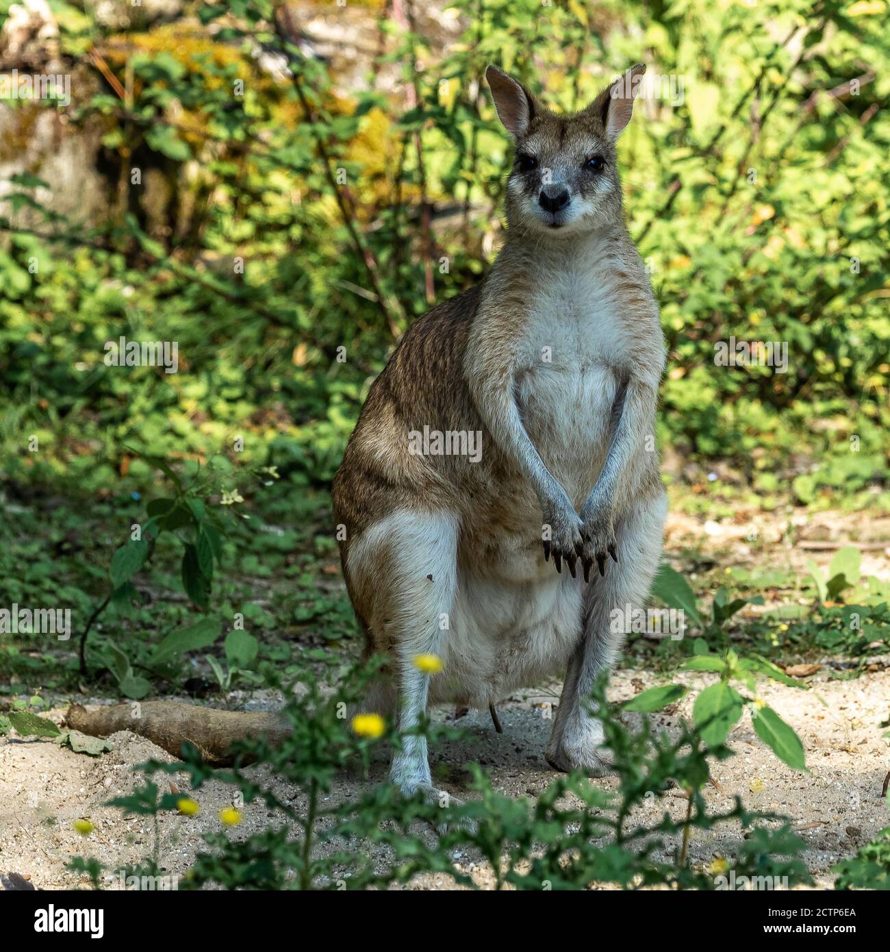 The agile wallaby, Macropus agilis also known as the sandy wallaby is a ...